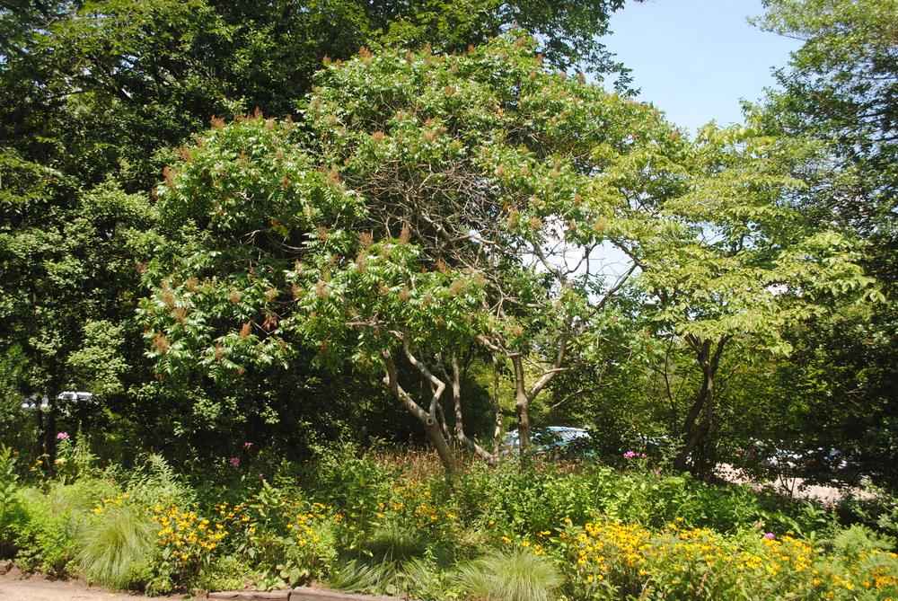 Photo of the entire plant of Winged Sumac (Rhus copallina) posted by ...