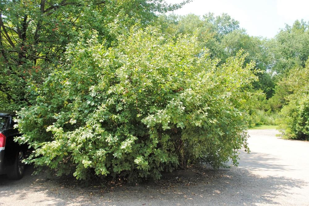 Photo of the entire plant of Fragrant Sumac (Rhus aromatica) posted by ...