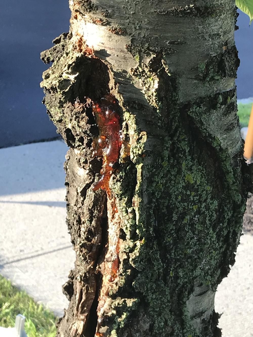 Tree bark ripping in the Ask a Question forum - Garden.org