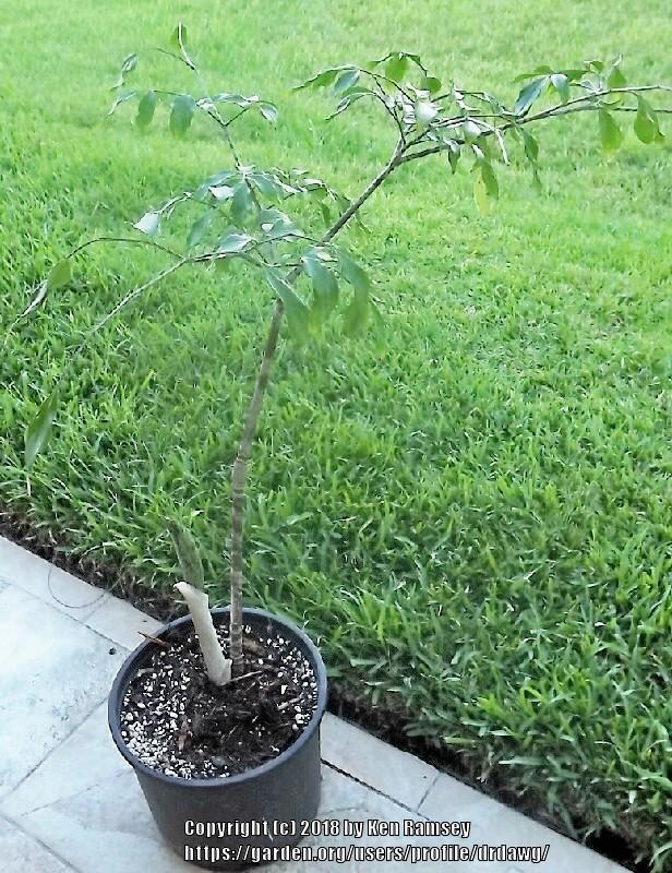 Photo of the entire plant of Giraffe's Knees (Gonatopus boivinii ...