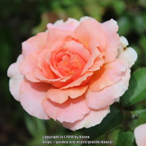 Rose (Rosa 'Dr. Jane Goodall') in the Roses Database - Garden.org