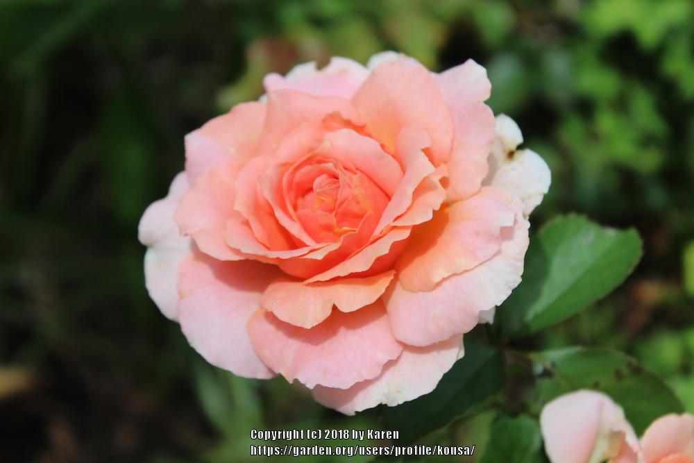 Rose (Rosa 'Dr. Jane Goodall') in the Roses Database - Garden.org