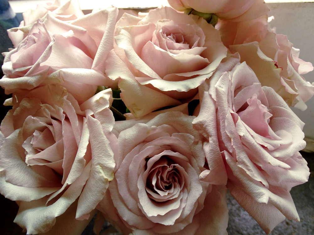 I'm so excited! I got Quicksand to root, finally!! in the Roses forum ...