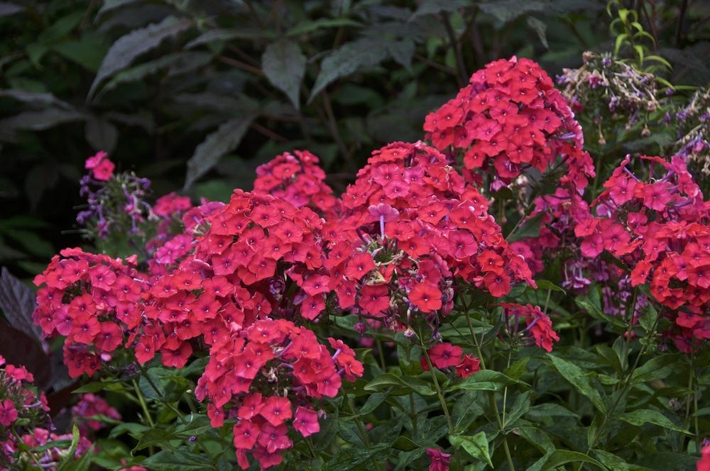 Phloxes: Plant Care and Collection of Varieties - Garden.org