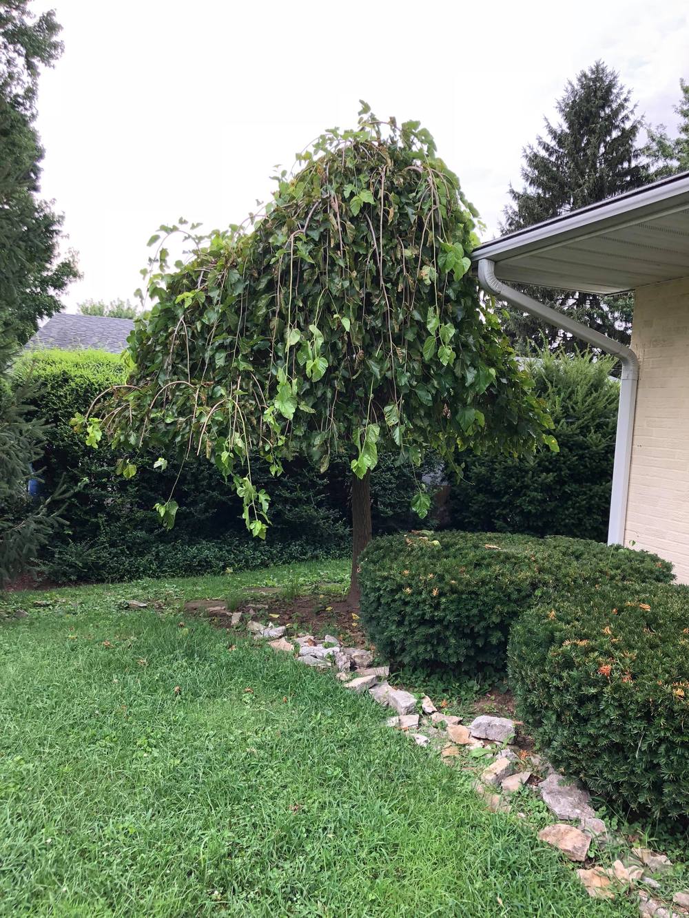 droopy tree in central KY in the Plant ID forum - Garden.org