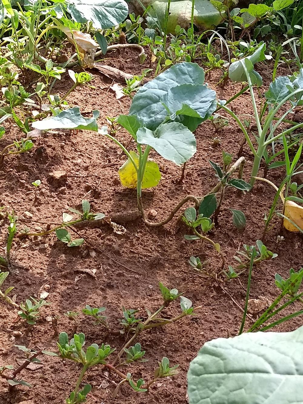 African broccoli in the All Things Gardening forum - Garden.org