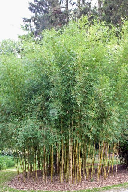 Andean Weeping Bamboo (Chusquea culeou) - Garden.org