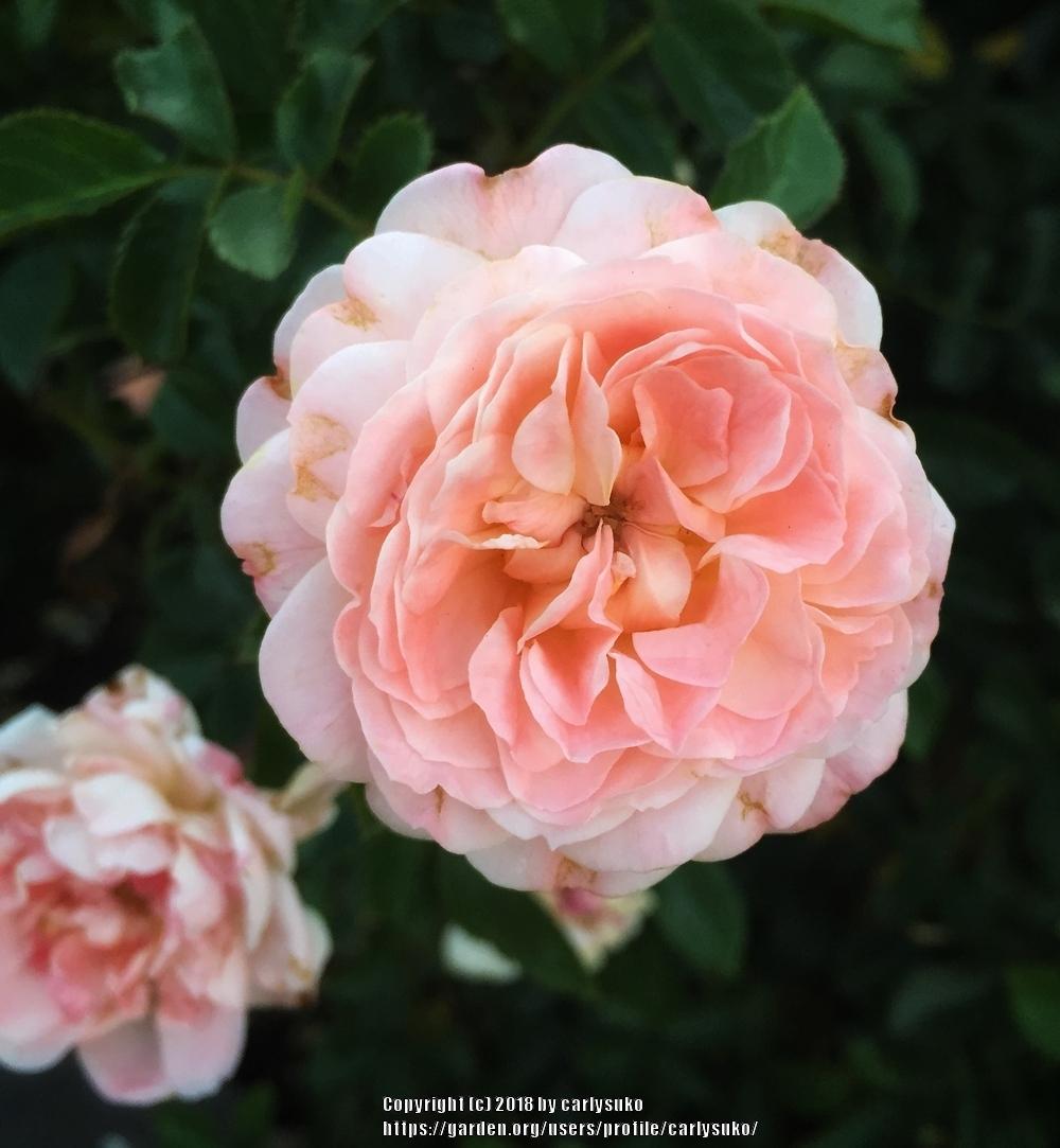 Rose (Rosa 'Apricot Drift') in the Roses Database - Garden.org