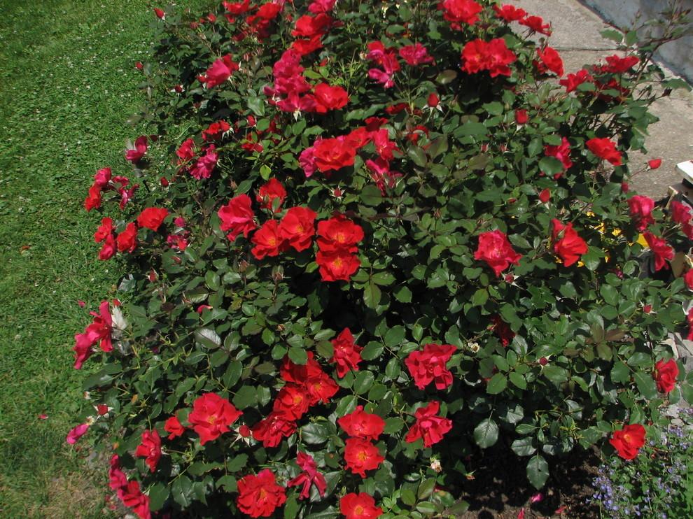 Rose (Rosa 'Miracle on the Hudson') in the Roses Database - Garden.org