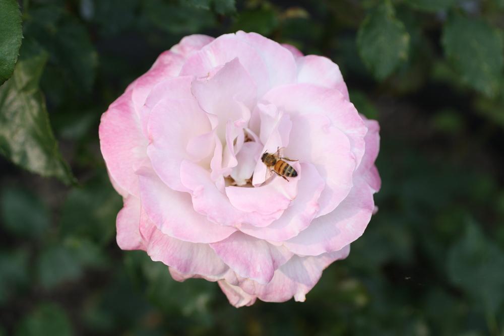 Show your rose photos in the Roses forum - Garden.org