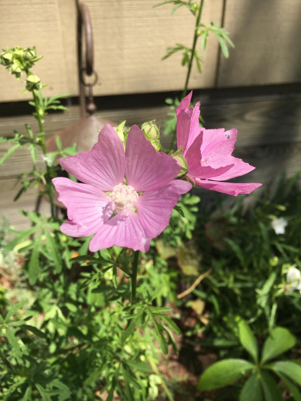 Pink Musk Mallow (Malva moschata 'Rosea') - Garden.org