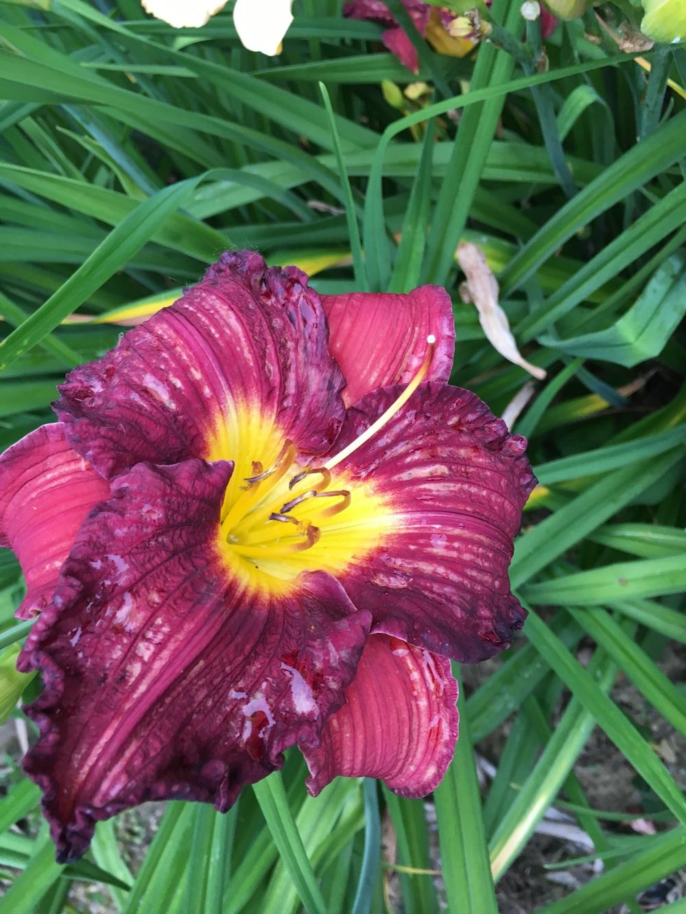 Photo of the bloom of Daylily (Hemerocallis 'Little Grapette') posted ...