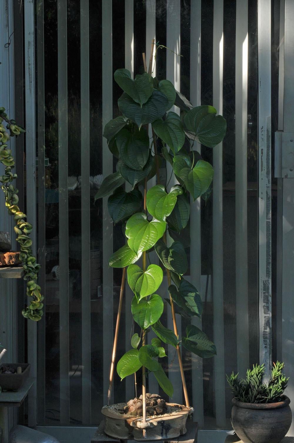 Photo of the entire plant of Wild Mexican Yam (Dioscorea mexicana ...