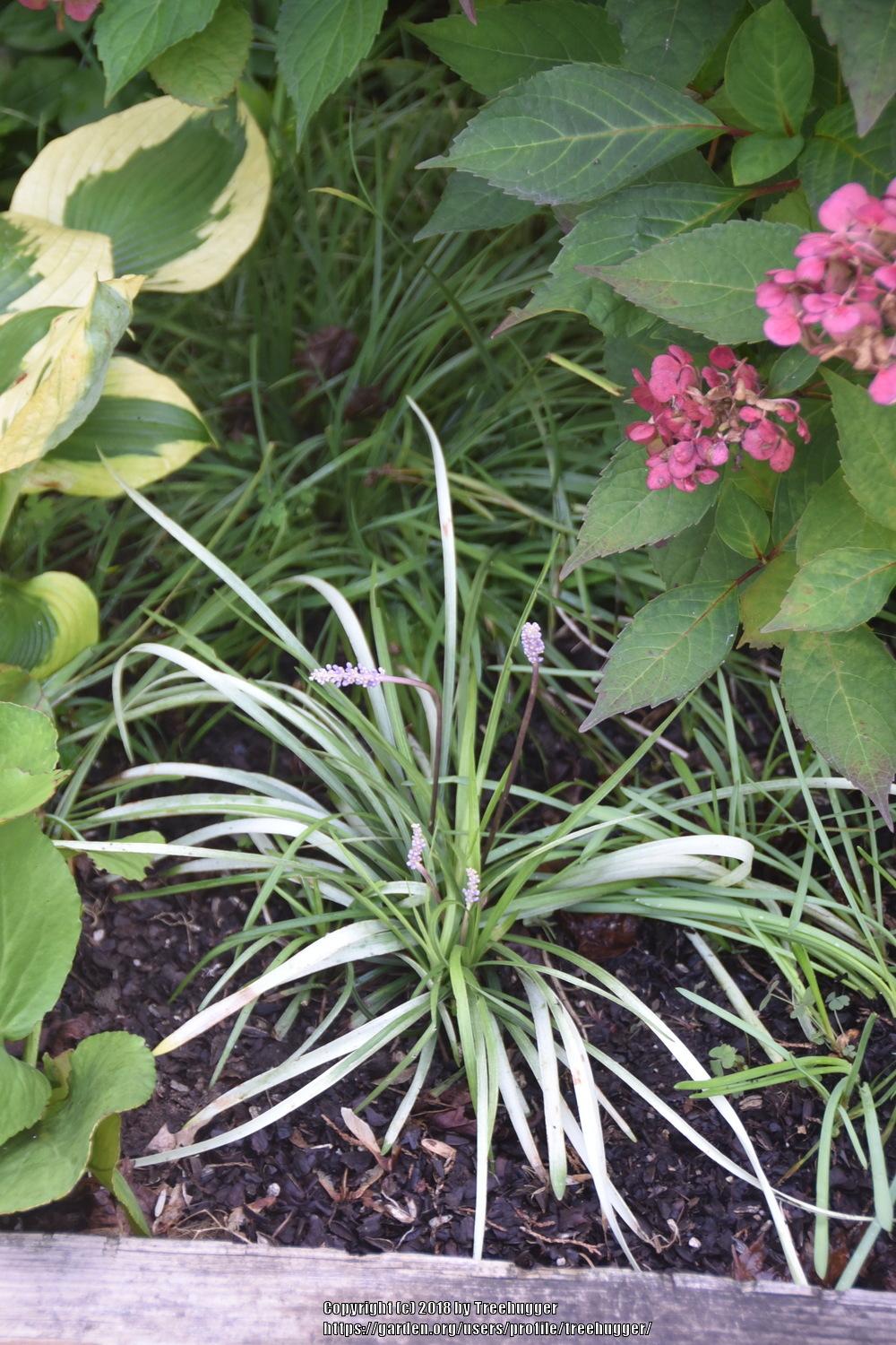 Liriopes: Plant Care and Collection of Varieties - Garden.org