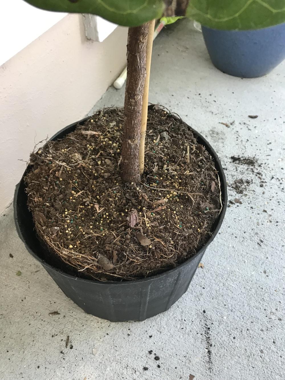 Fiddle Fig tree root rot in the Ask a Question forum - Garden.org