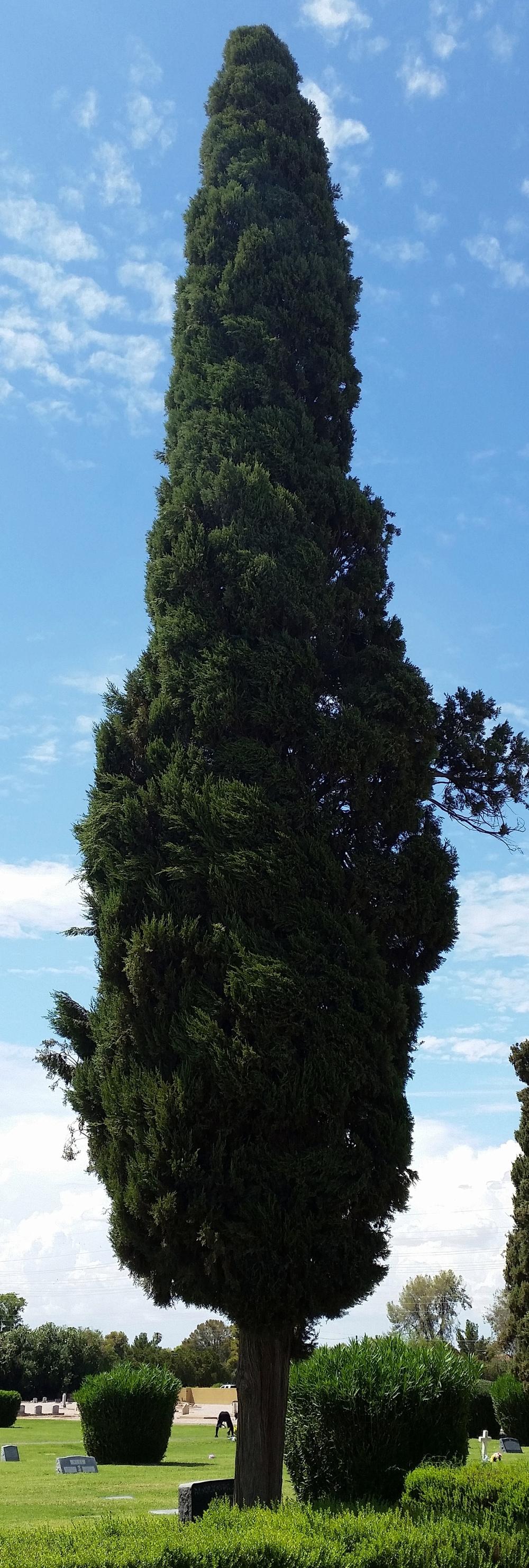 Italian Cypress (Cupressus sempervirens) - Garden.org