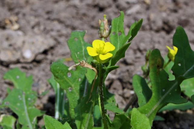 Annual Wallrocket (Diplotaxis muralis) - Garden.org