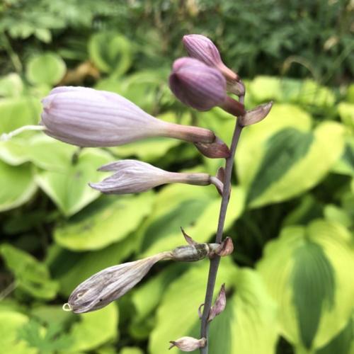 Hosta 'Holar Purple Flash' in the Hostas Database - Garden.org
