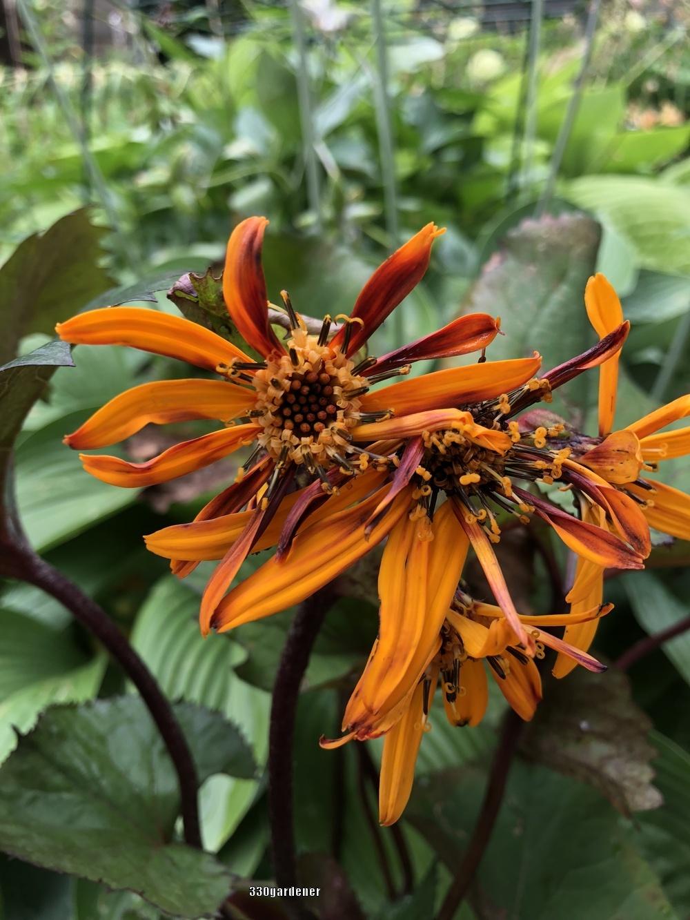 Ligularias: Plant Care and Collection of Varieties - Garden.org