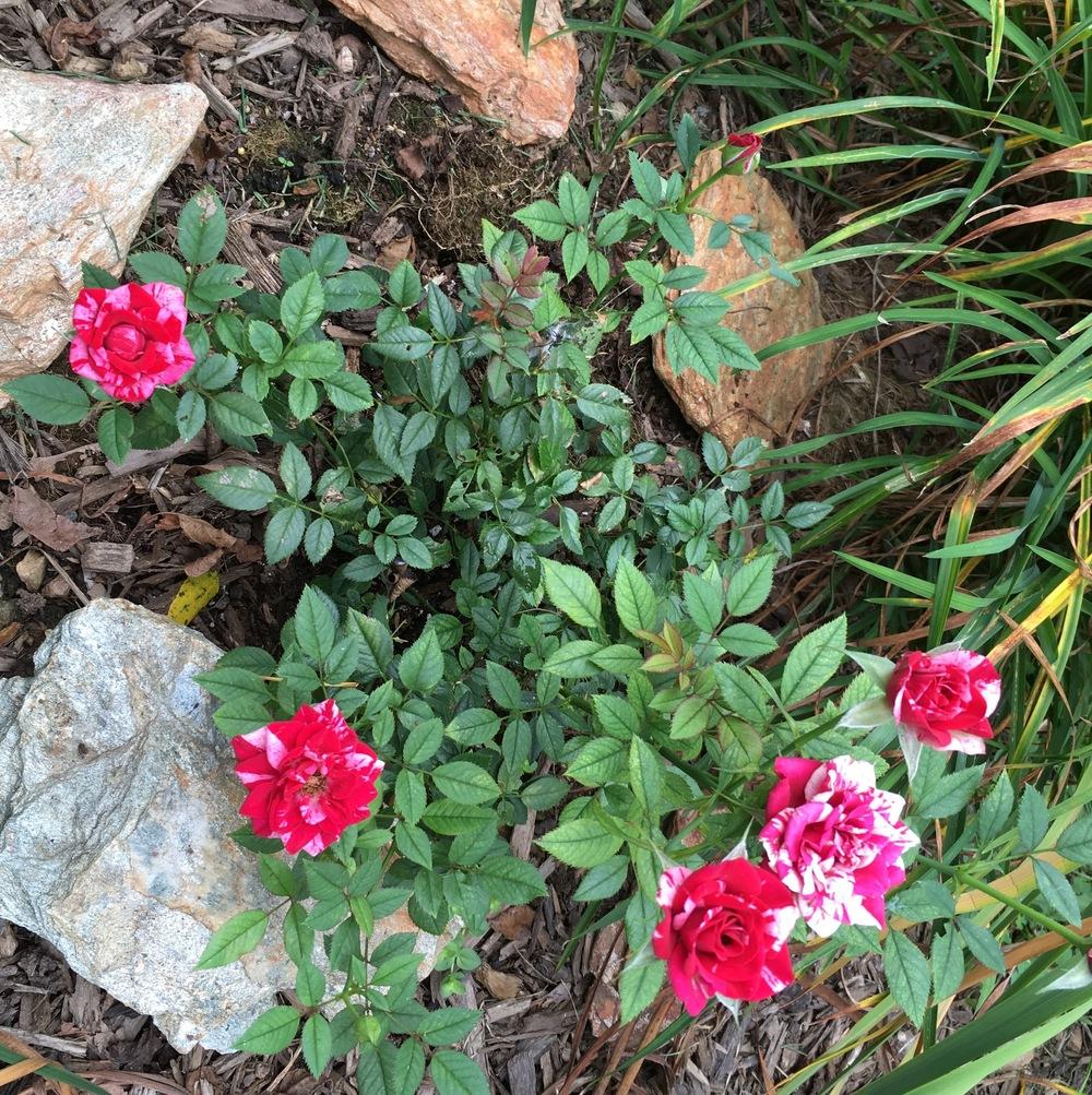 Photo of the entire plant of Rose (Rosa 'Gigi') posted by csandt ...