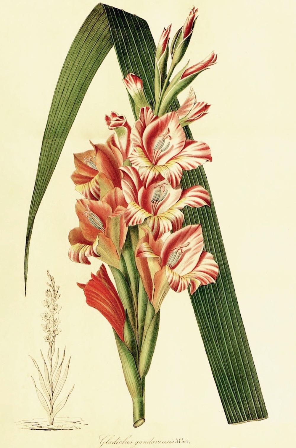 Gladiolus: Plant Care and Collection of Varieties - Garden.org