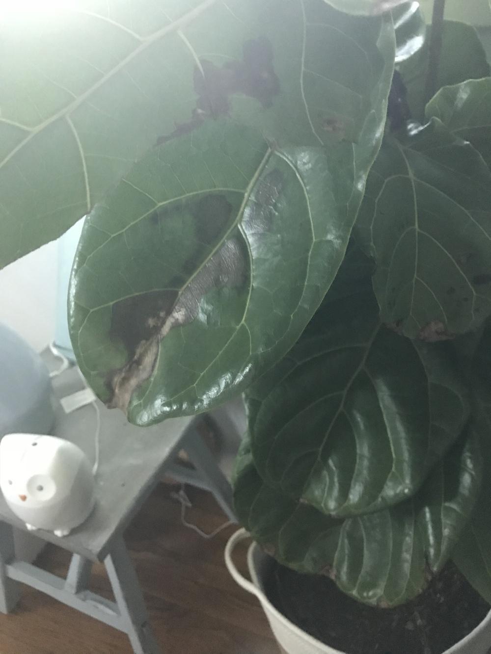 Fiddle Fig tree root rot in the Ask a Question forum - Garden.org