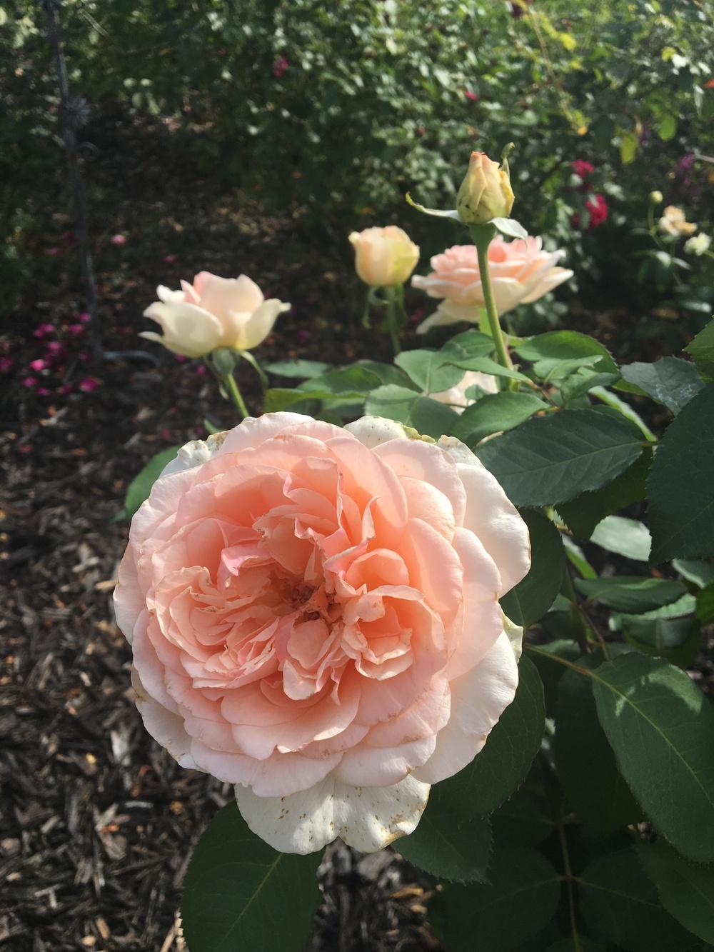 Rose (Rosa 'Roberto Capucci') in the Roses Database - Garden.org