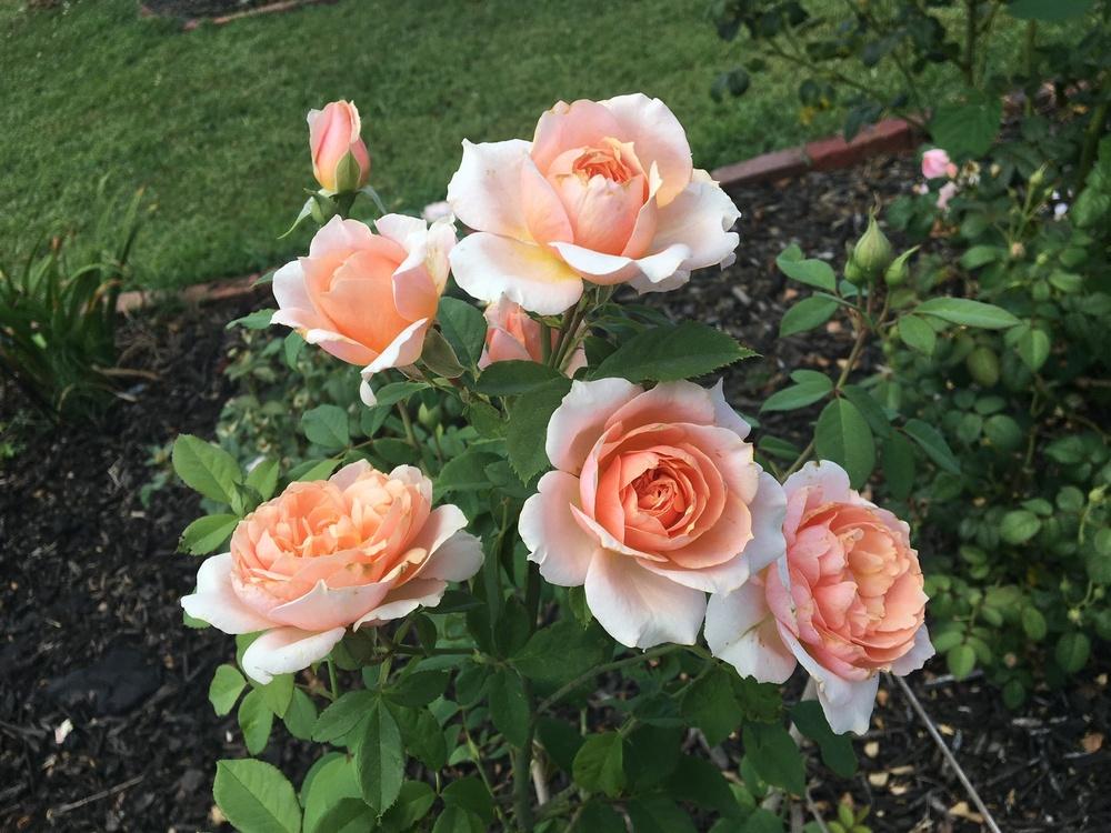 Rose (Rosa 'Paul Bocuse') in the Roses Database - Garden.org