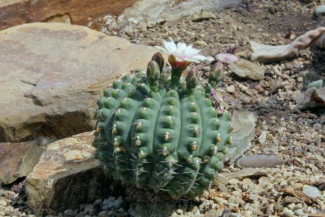 Capilla del Monte Chin Cactus (Gymnocalycium capillaense) - Garden.org