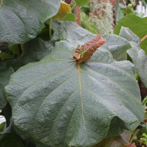 Platterleaf (Coccoloba pubescens) - Garden.org