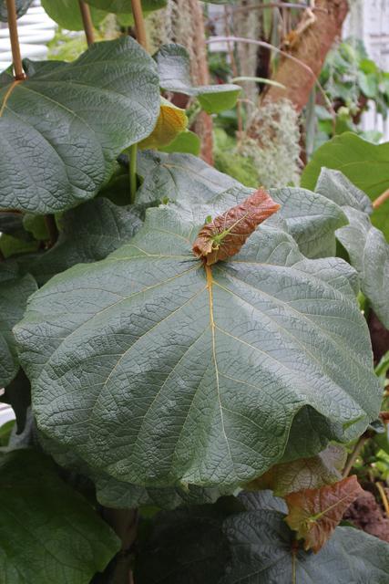 Platterleaf (Coccoloba pubescens) - Garden.org