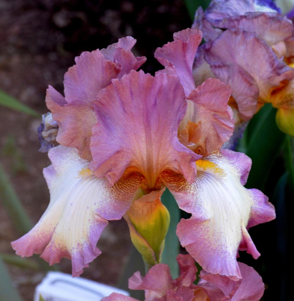 Photo of the bloom of Tall Bearded Iris (Iris 'Smoke Rings') posted by ...