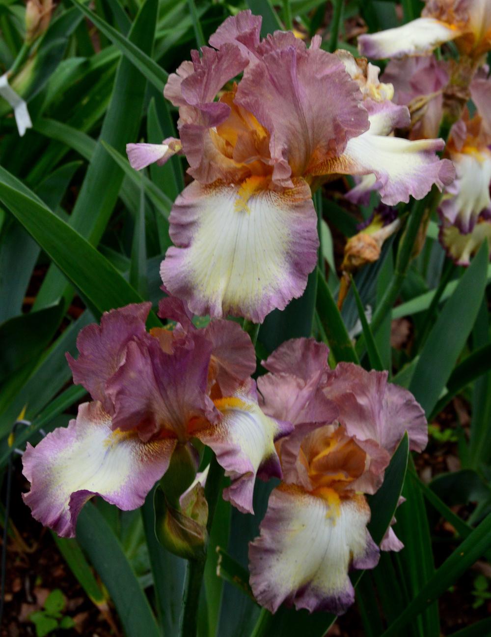Photo of the bloom of Tall Bearded Iris (Iris 'Smoke Rings') posted by ...