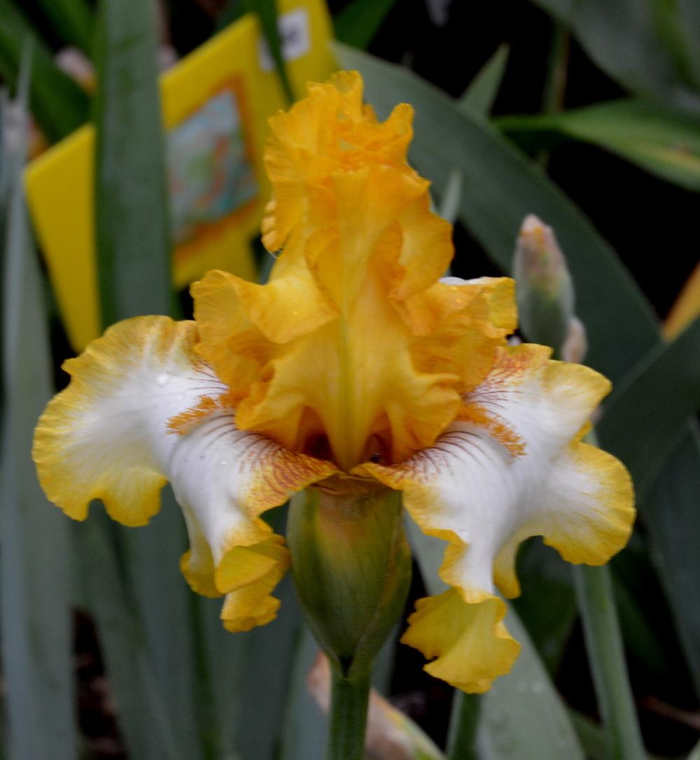 Tall Bearded Iris (Iris 'Dixie Desert') in the Irises Database - Garden.org