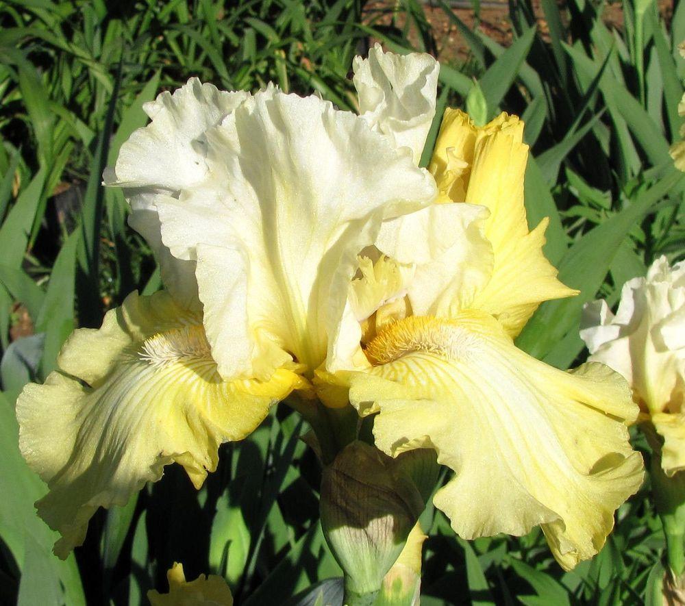 Tall Bearded Iris (Iris 'Misty Moonscape') in the Irises Database ...