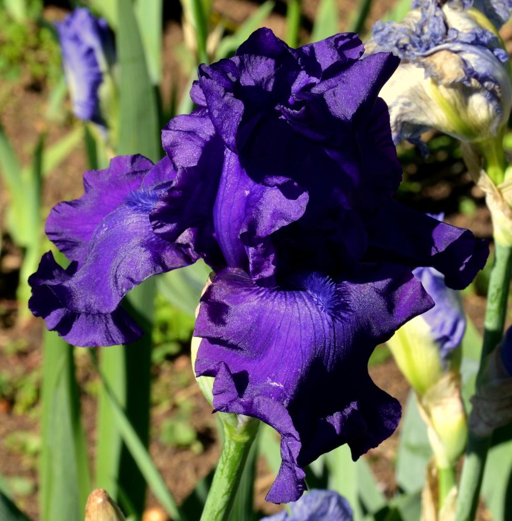 Tall Bearded Iris (Iris 'Silent Majesty') in the Irises Database ...