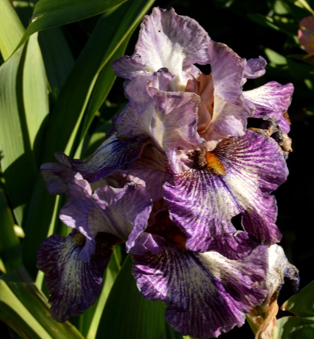 Tall Bearded Iris (Iris 'Under a Cloud') in the Irises Database ...
