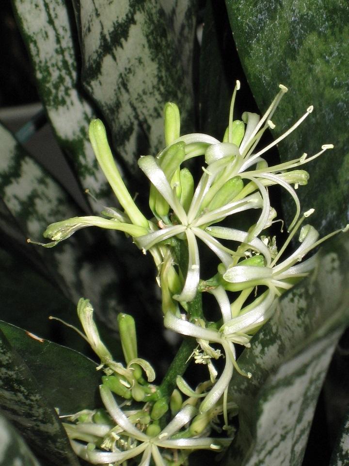 Snake Plants: Plant Care and Collection of Varieties - Garden.org