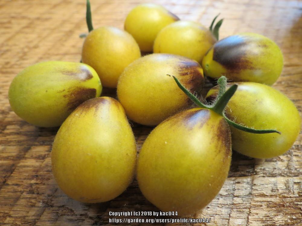 Tomato (Solanum lycopersicum 'Indigo Pear Drops') in the Tomatoes ...