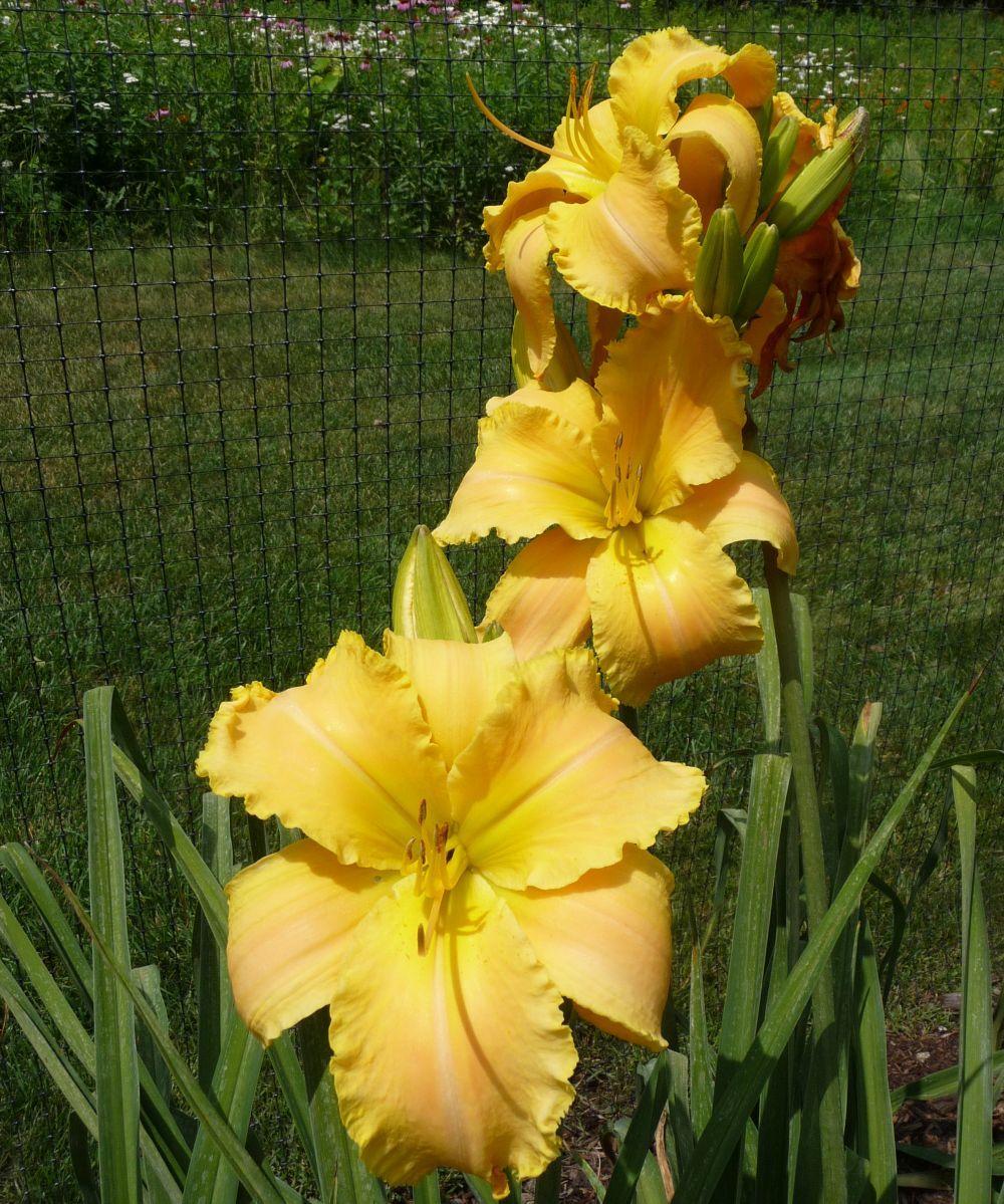 Photo of the bloom of Daylily (Hemerocallis 'Tall Blonde') posted by ...