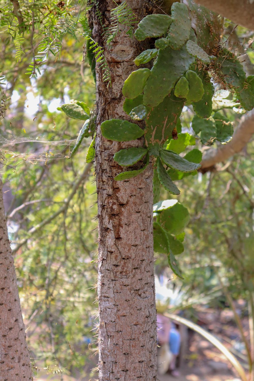 Cactus with broad leaves and thorns on woody stem? in the Plant ID ...