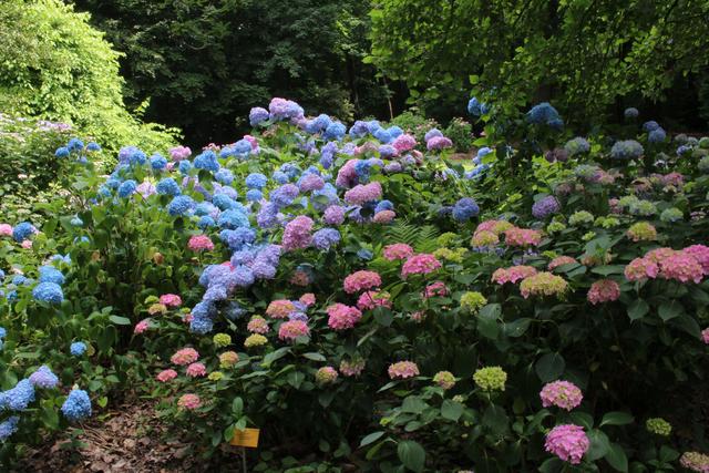 Bigleaf Hydrangea (Hydrangea macrophylla 'Blue Prince') in the ...