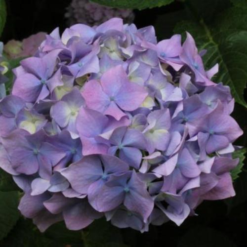 Bigleaf Hydrangea (Hydrangea macrophylla 'Goliath') in the Hydrangeas ...