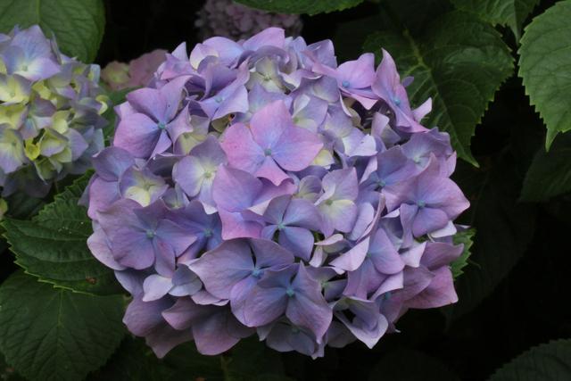 Bigleaf Hydrangea (Hydrangea macrophylla 'Goliath') in the Hydrangeas ...