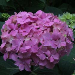 Bigleaf Hydrangea (Hydrangea macrophylla 'Blue Prince') in the ...