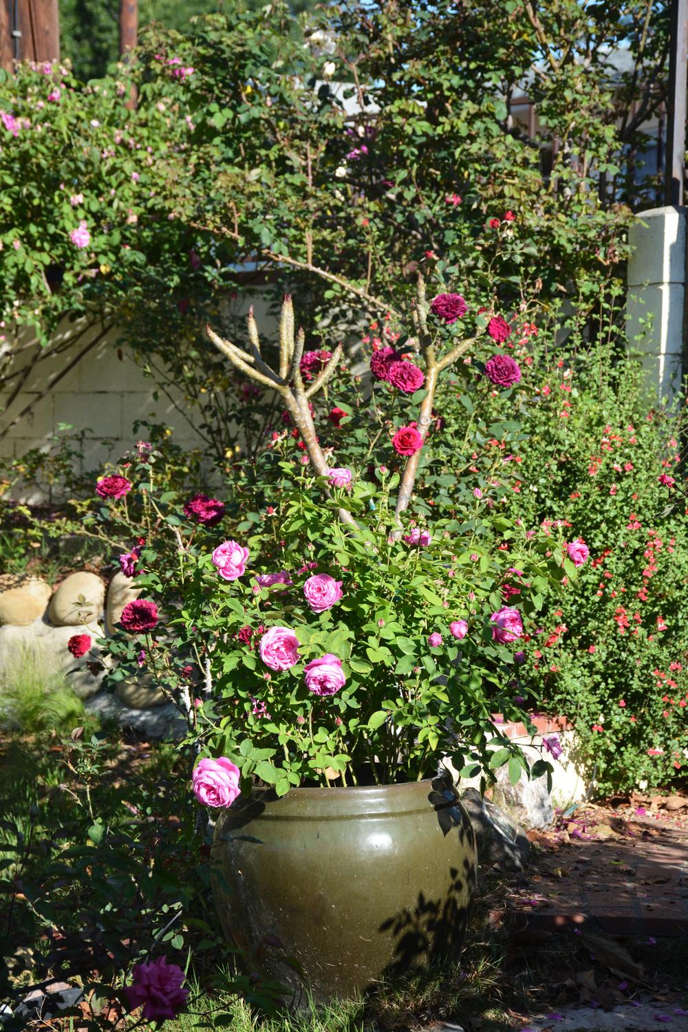 Growing roses in pots in the Roses forum - Garden.org