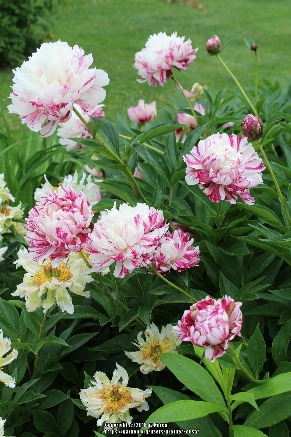 Photo of the bloom of Peony (Paeonia lactiflora 'Candy Stripe') posted ...