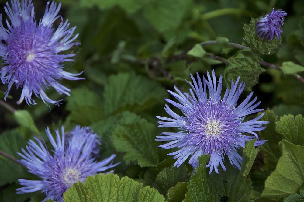 Stokes' Aster (Stokesia laevis 'Blue Star') - Garden.org