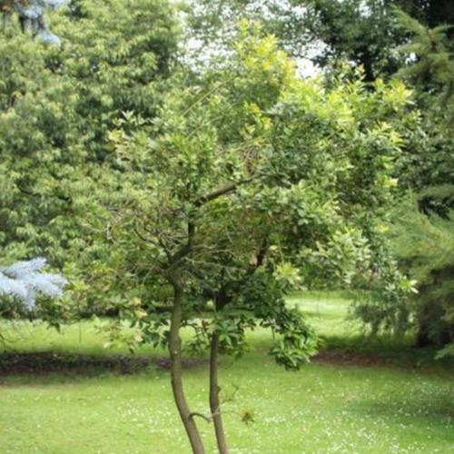 Mochi Tree (Ilex integra) in the Ilex Database - Garden.org