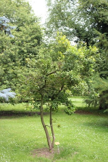 Mochi Tree (Ilex integra) in the Ilex Database - Garden.org